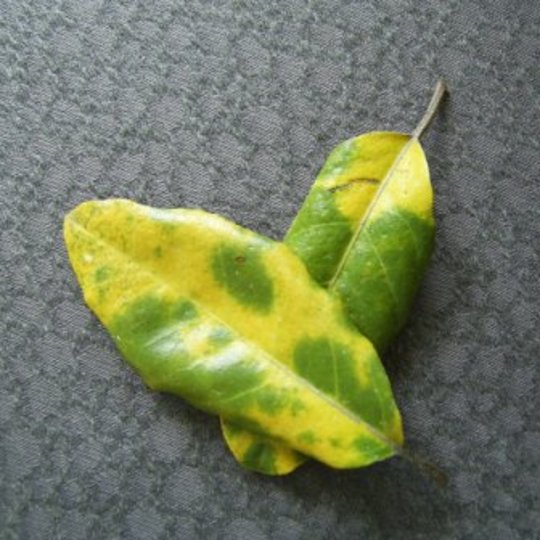 Elaegnus Ebbingeii With Some Odd coloured Leaves Grows On You Elaegnus Ebbingeii With Some Odd coloured Leaves Grows On You