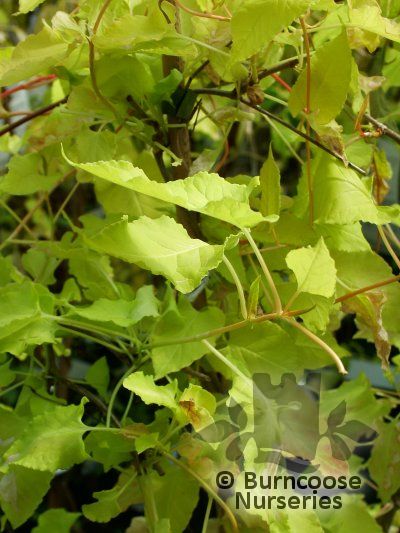 Fallopia - JungleKey.fr Image