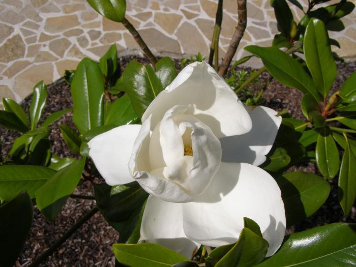 MAGNOLIA grandiflora 'Victoria'